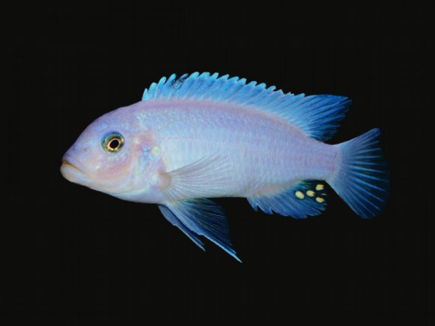 Псевдотрофеуса соколова белый принц, или снежинка