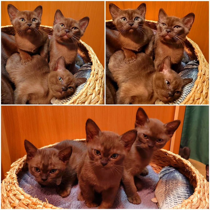 Бурманские котята