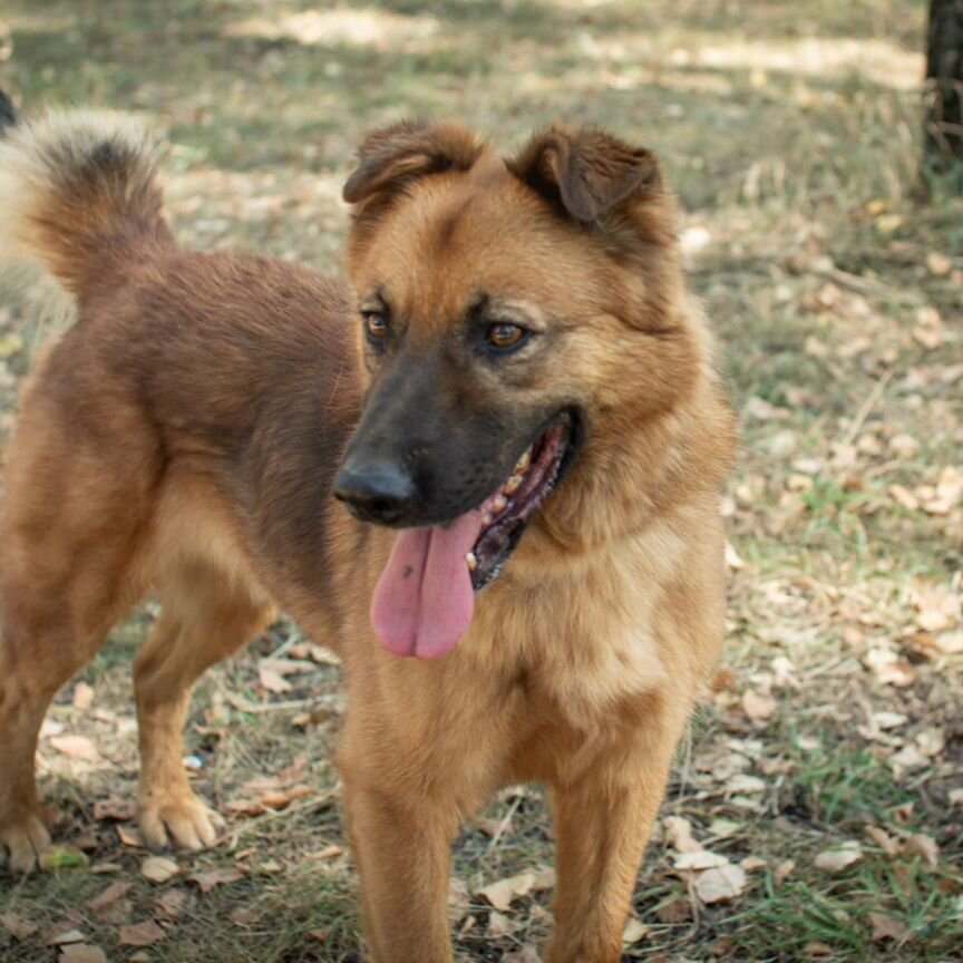 Удивительный пёс ищет хозяина