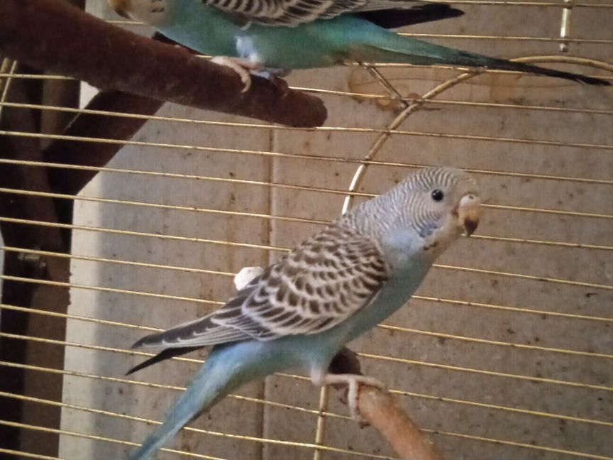 Волнистый попугай (самочка)