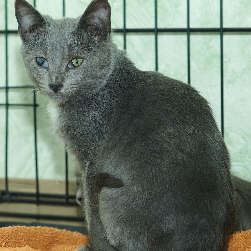 Особенный котенок