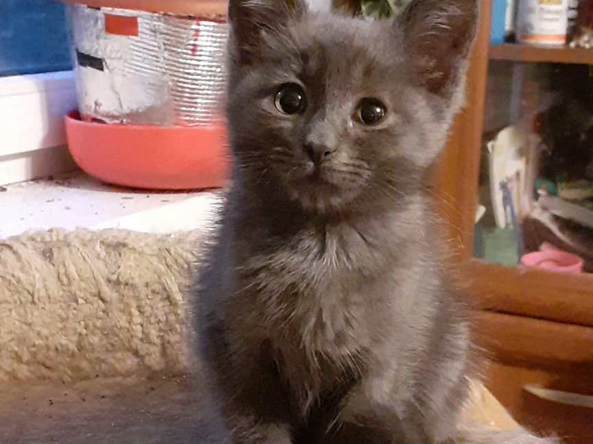 Серый котенок 1,5 мес