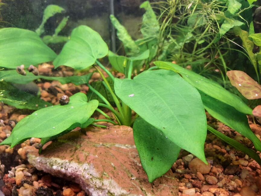 Эхинодорус горизонтальный