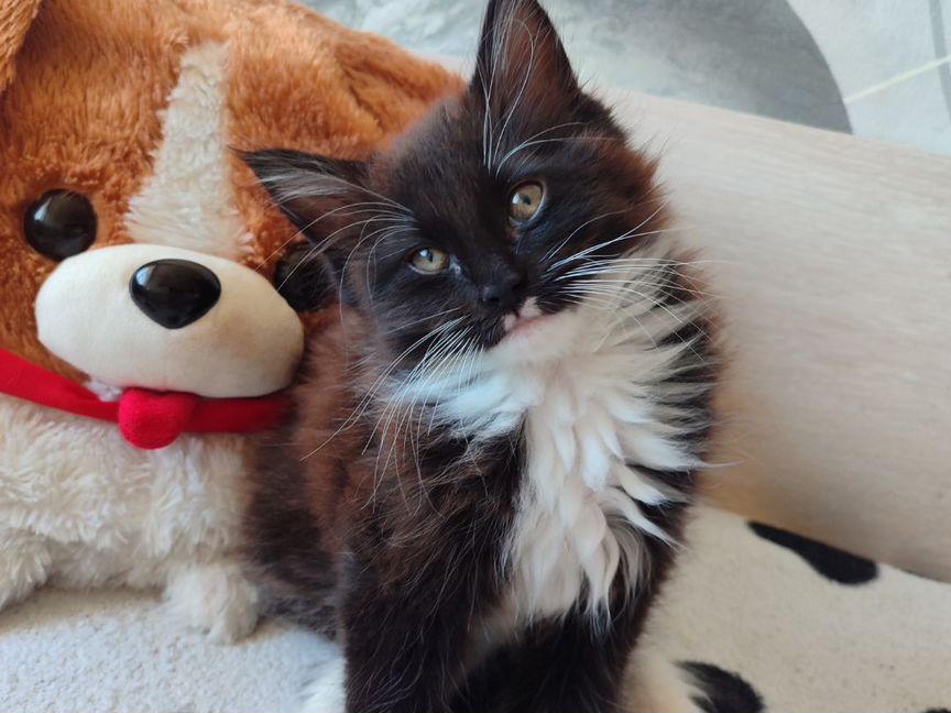 Котята мейн-кун