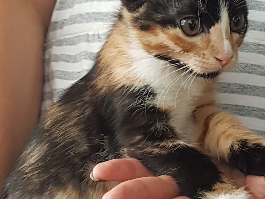 Котёк на счасть
