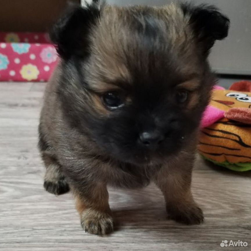 Чихуахуа девочка длинношерстная