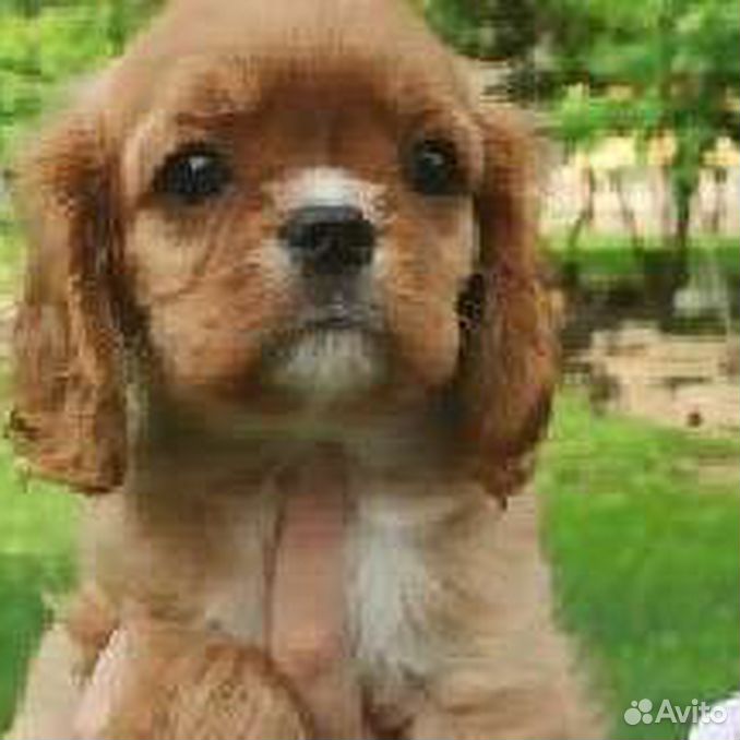 Кавалер кинг чарльз спаниель девочка рубин