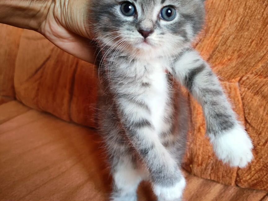 Дымчатые котята 1 мес