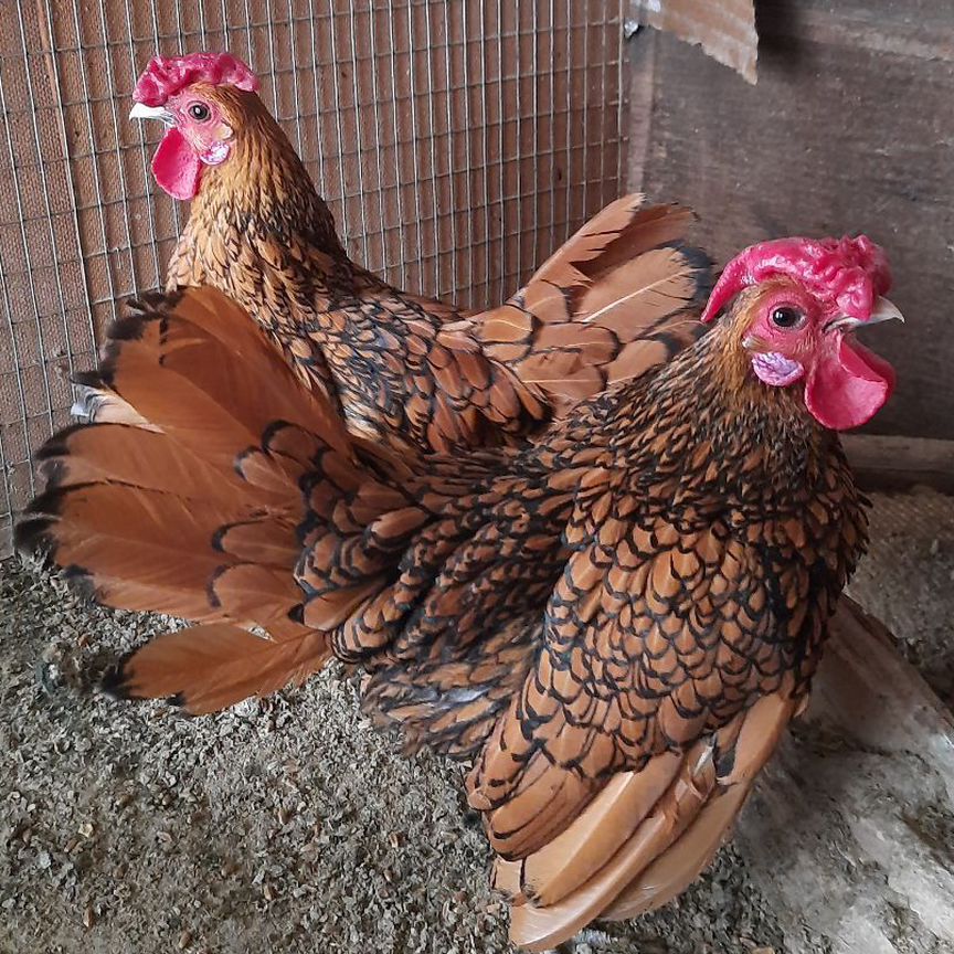 Куры петухи