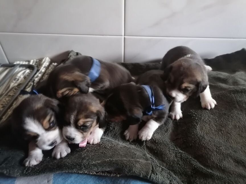Щенки Бигль