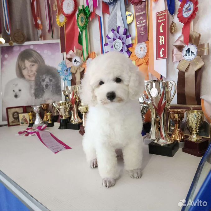 Той пудель, белый, серый, серебро, серебряный