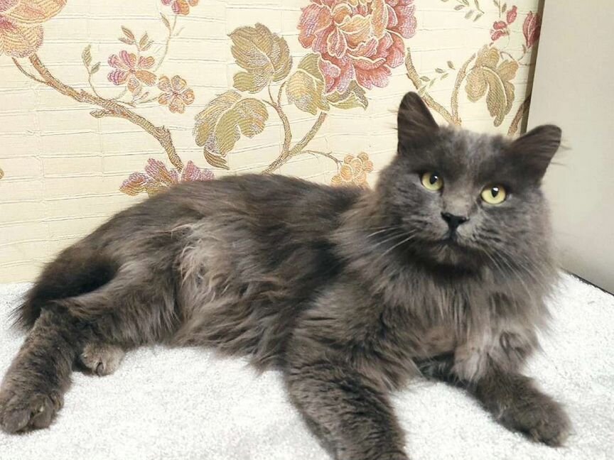 Кот Юлиан