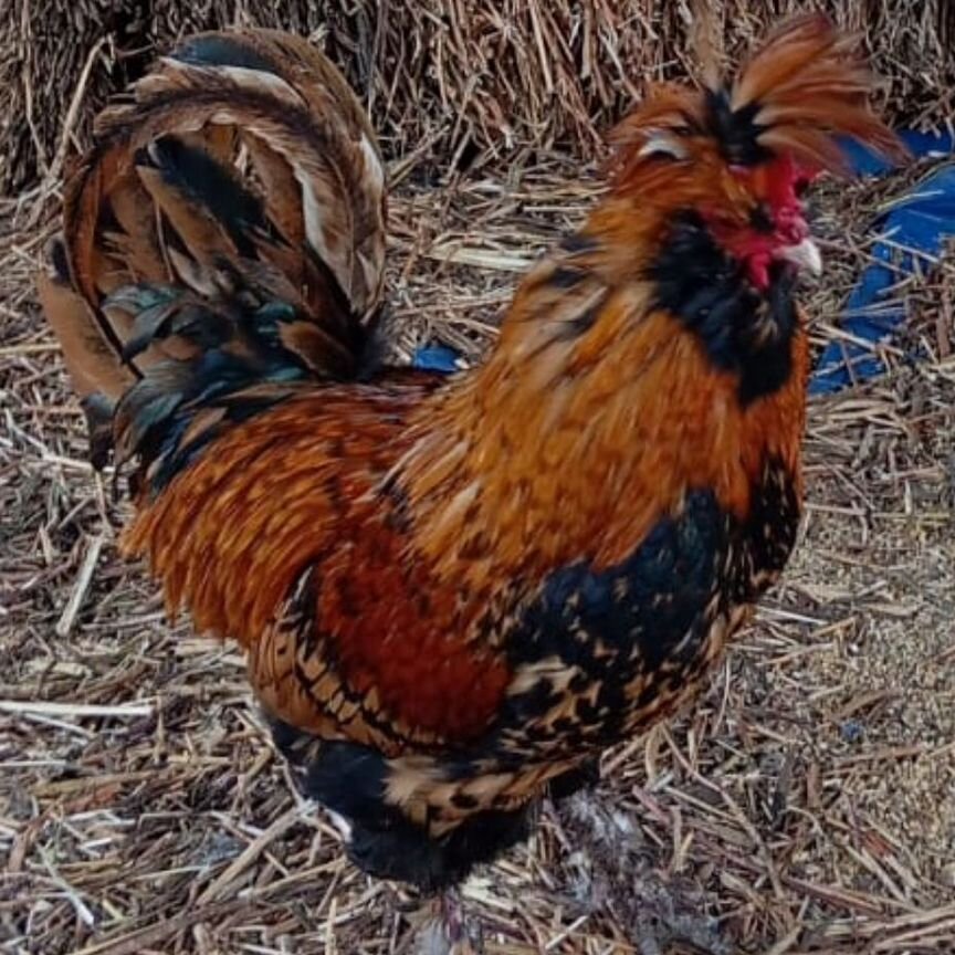 Петушок Павловское золото