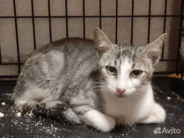 Кошка в дар бесплатно