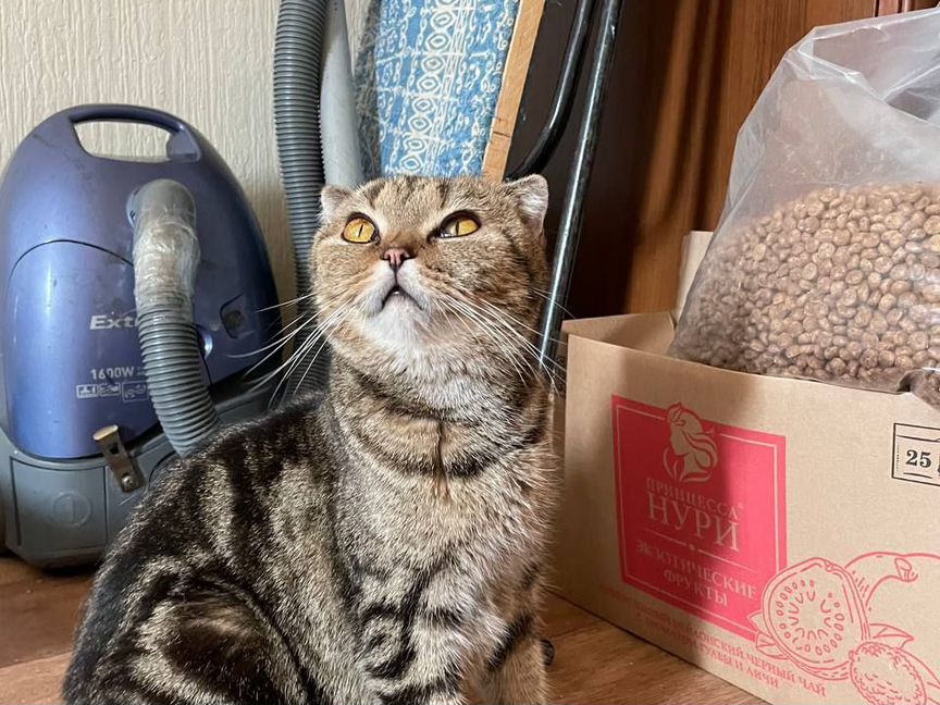 Шотландская вислоухая кошка