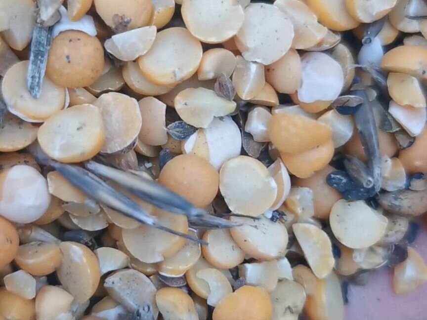 Зерноотходы гороха