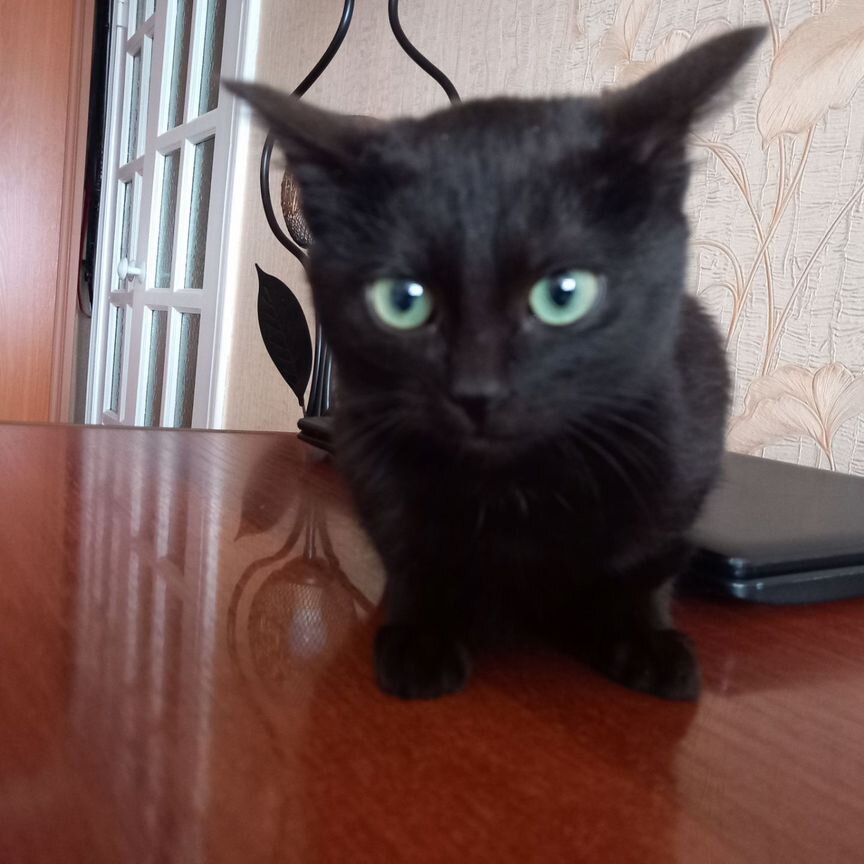 Котенок-девочка Зита