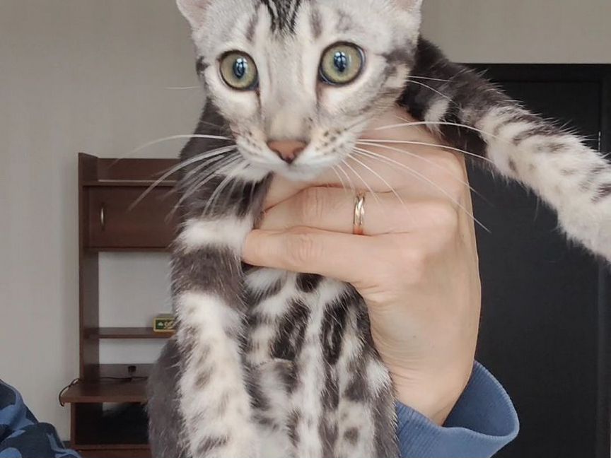 Бенгальская кошка