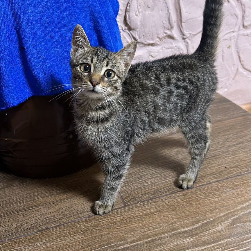 Котенок