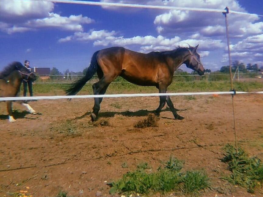 Электропастух бу