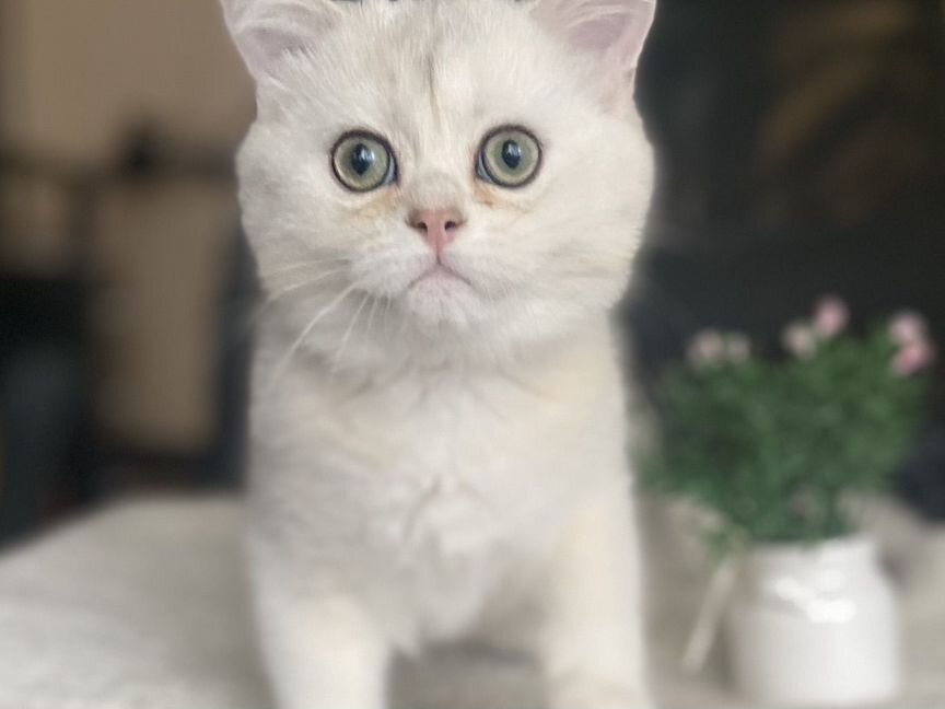 Шотландский котик Каспер