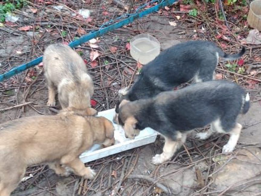 Щенки в добрые руки