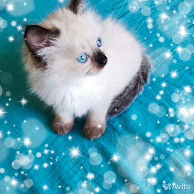 Продаются невские маскарадные котята