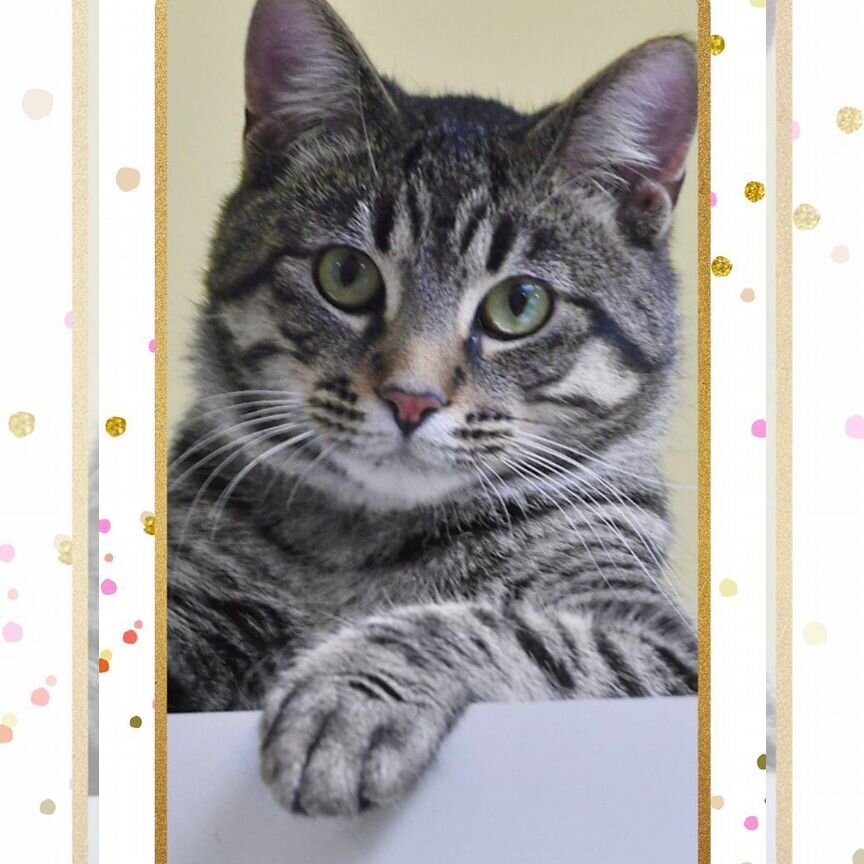 Котик 8 мес(по договору)