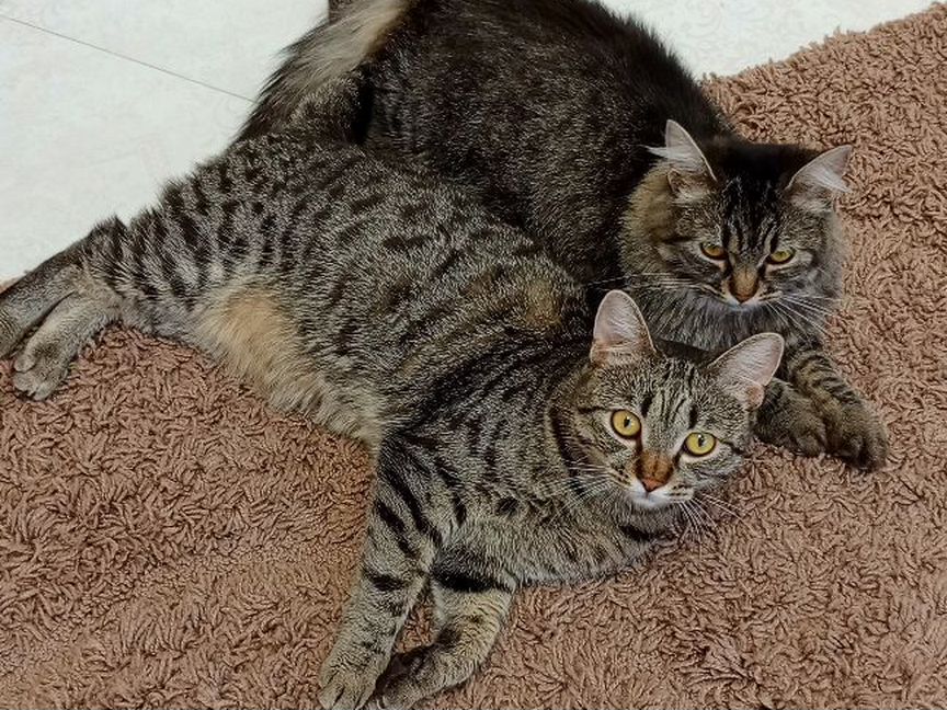 Котята бесплатно