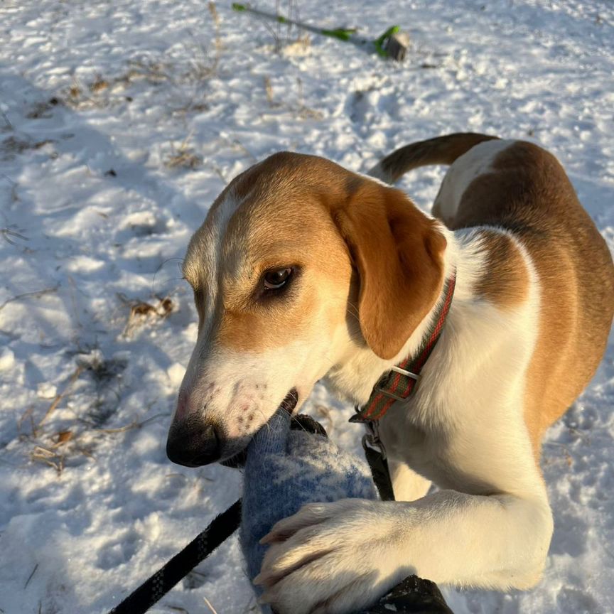 Собака в добрые руки