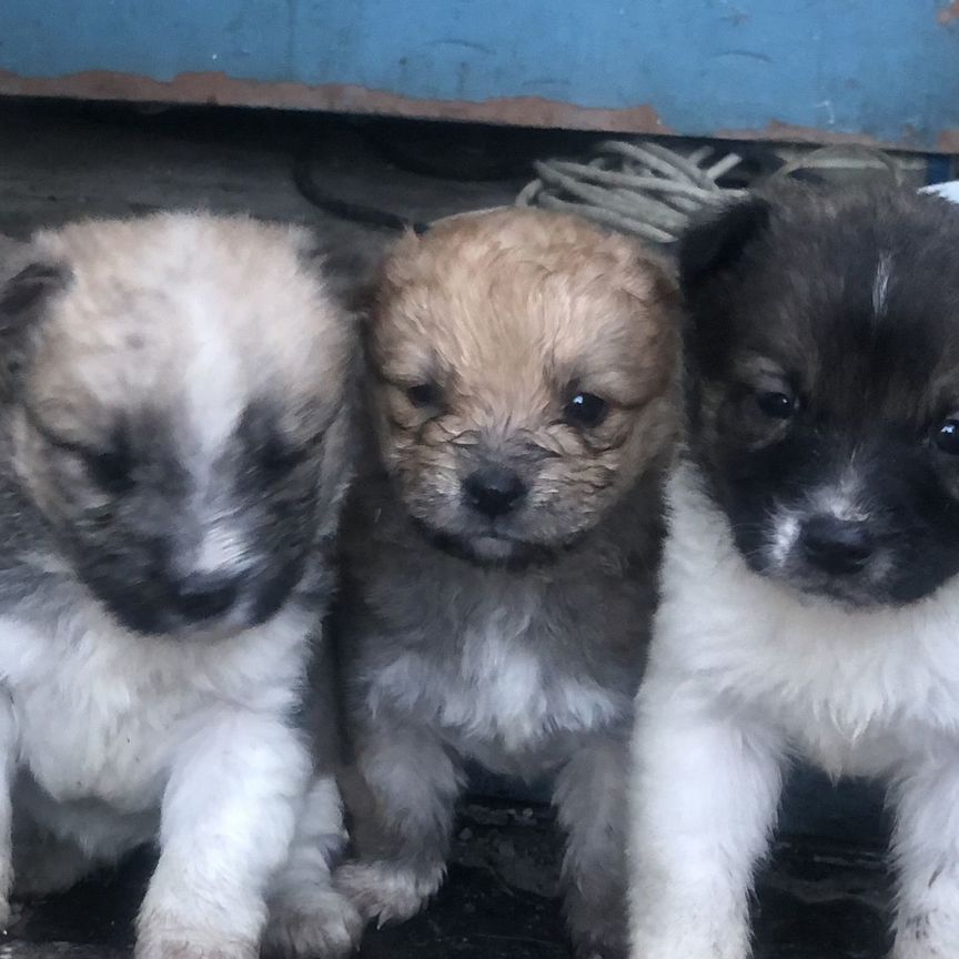 Щенок в добрые руки бесплатно