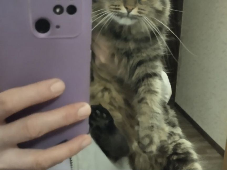 Кошка в дар заботливому хозяину