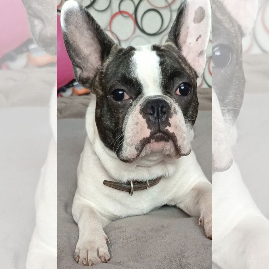 Французский бульдог, взрослый пёс