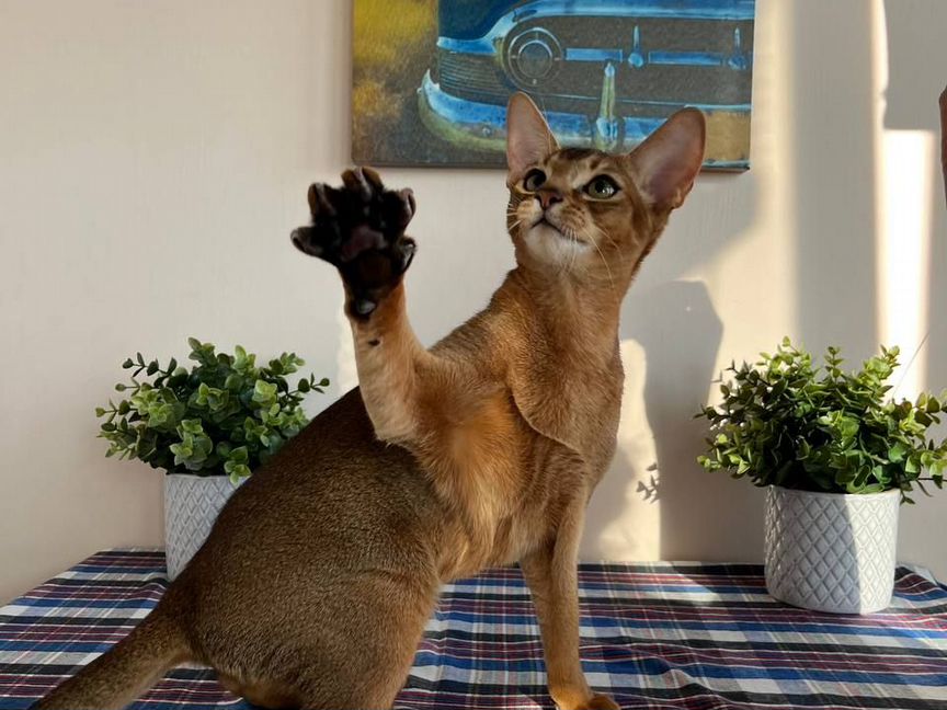 Абиссинские котята