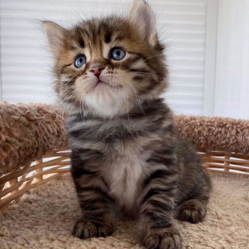 Сибирский котёнок