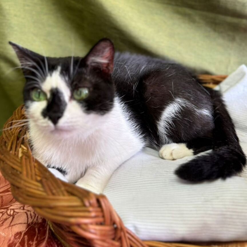 Взрослый кот в добрые руки