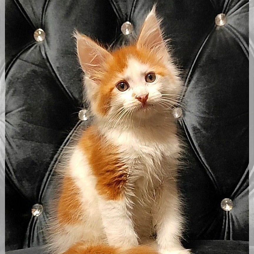 Котята мейн-кун