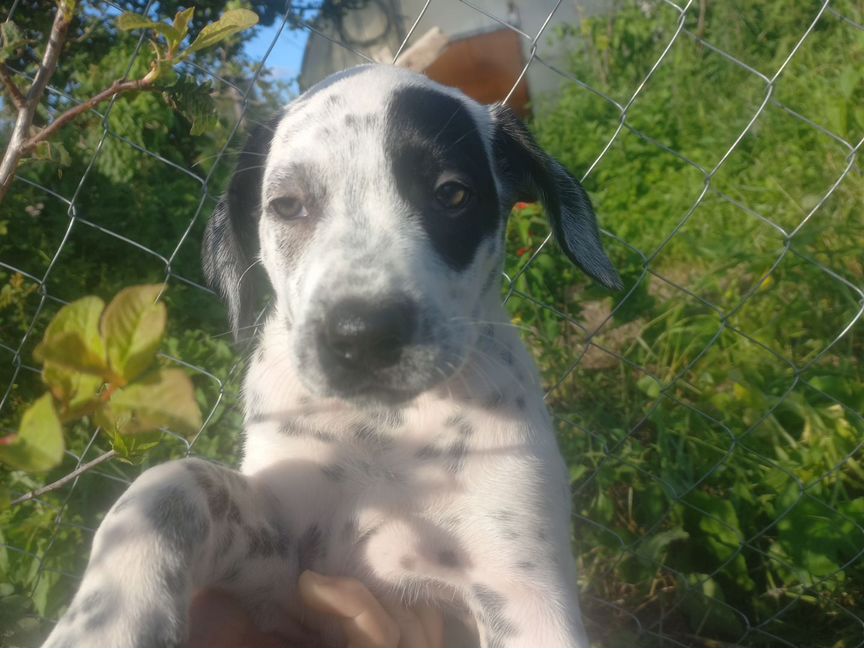 Помесь босерона и далматинца