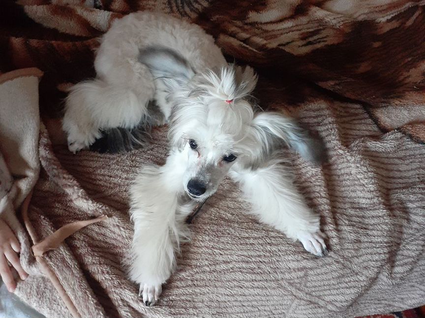 Китайская хохлатая пуховая