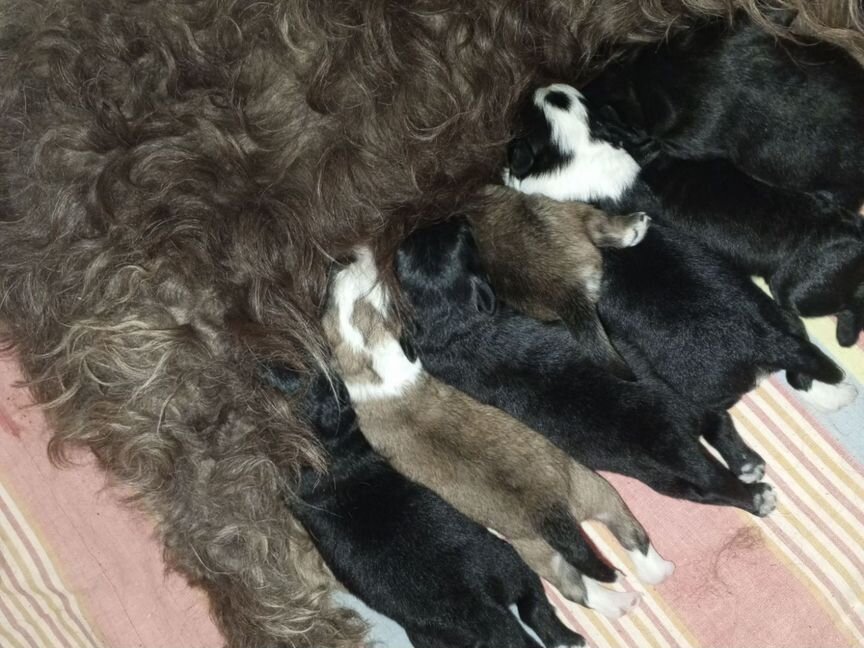 Щенки мальтипу