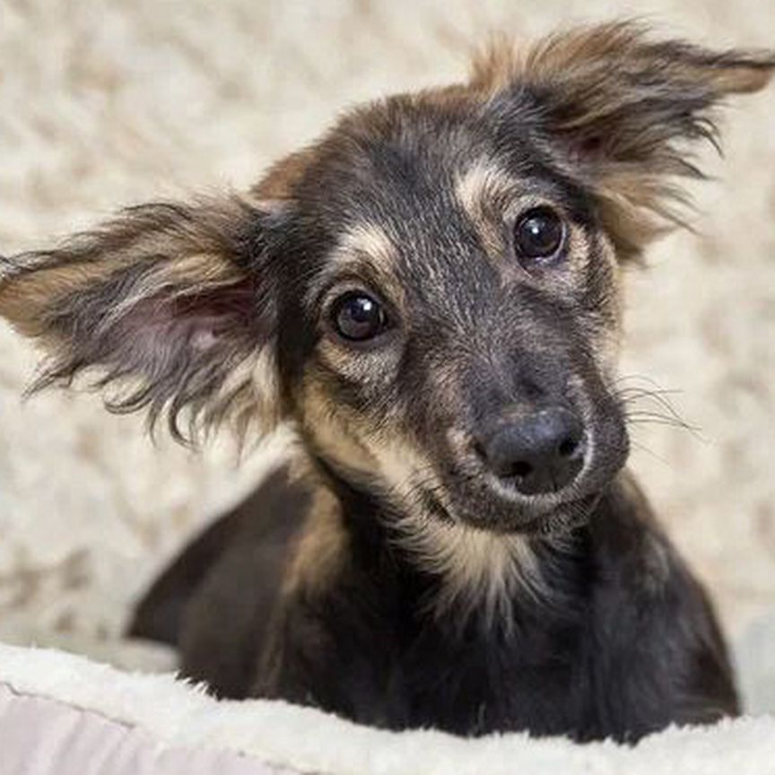 Щенок в добрые руки