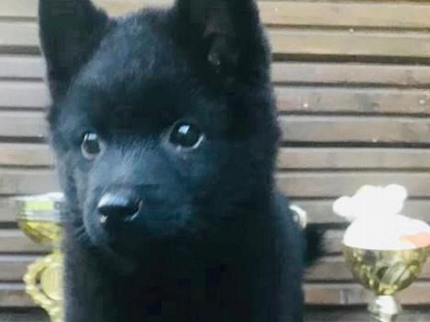 Собаки-щенки, шипперке