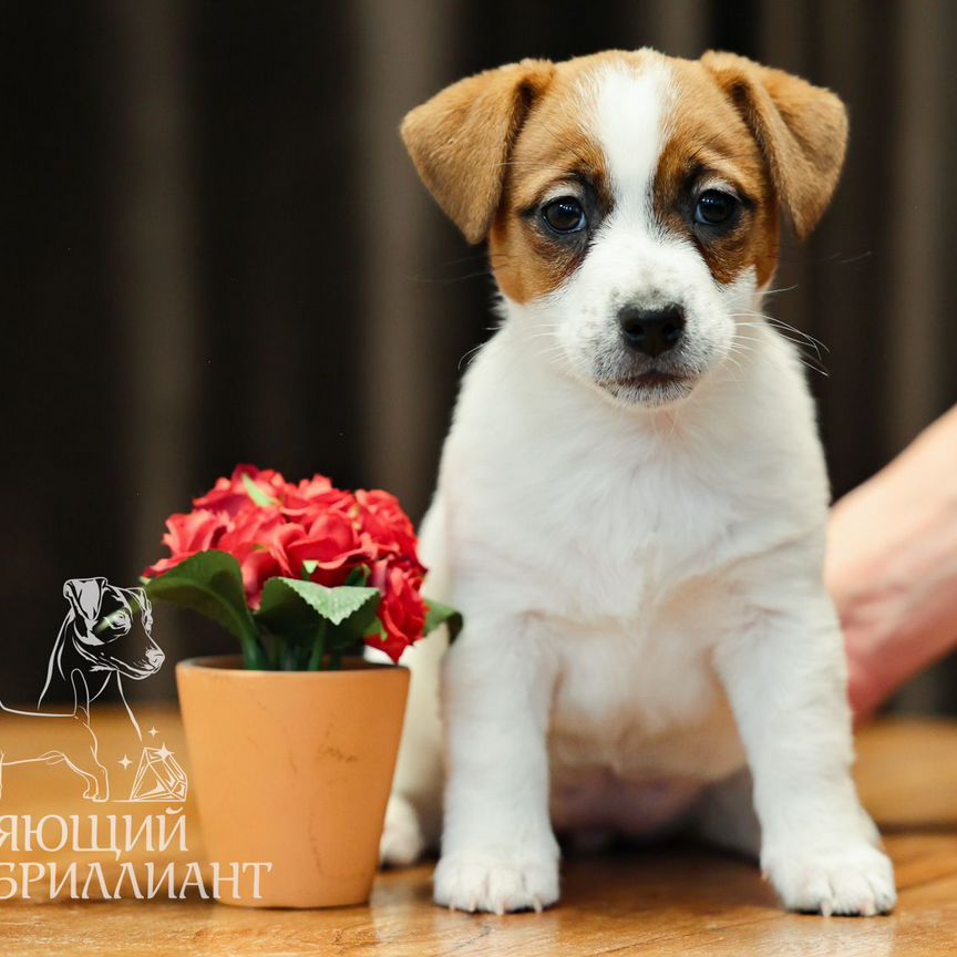 Джек-рассел-терьер, щенок