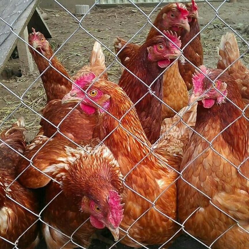 Куры несушки продаем