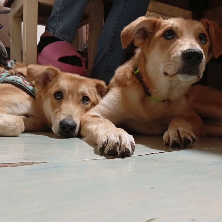 Лабрадор-ретривер, щенок