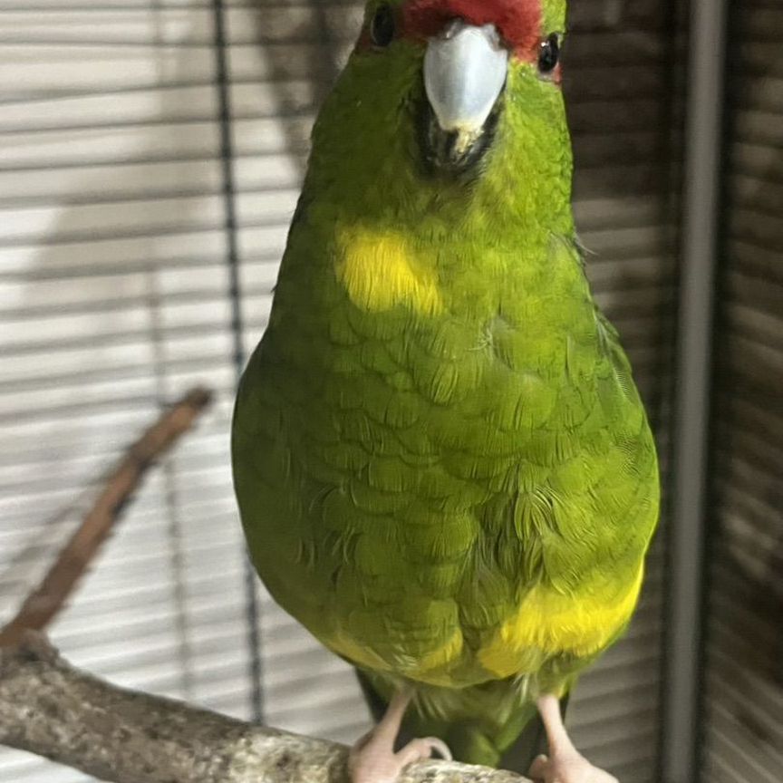 Попугай какарик с большой клеткой