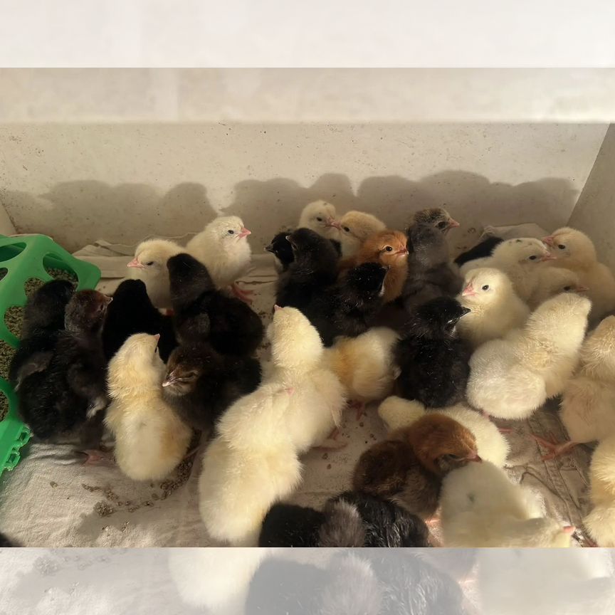 Цыплята суточные