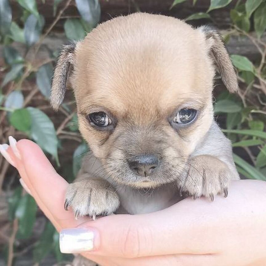 Чихуахуа, щенок