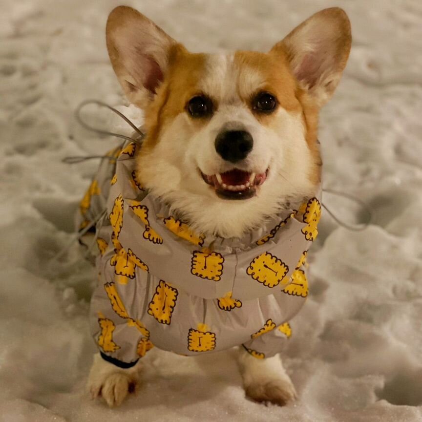 Корги в добрые руки