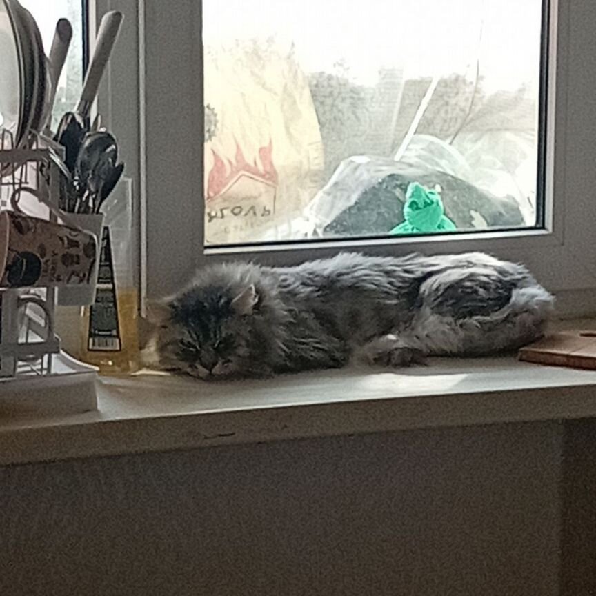 Сибирский, взрослый кот